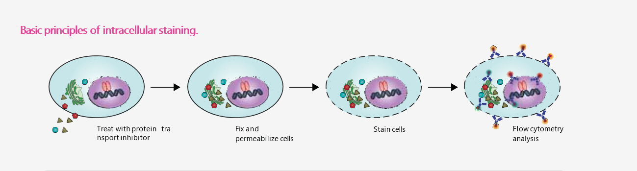 BD Biosciences T-Cell Research - 서린바이오사이언스
