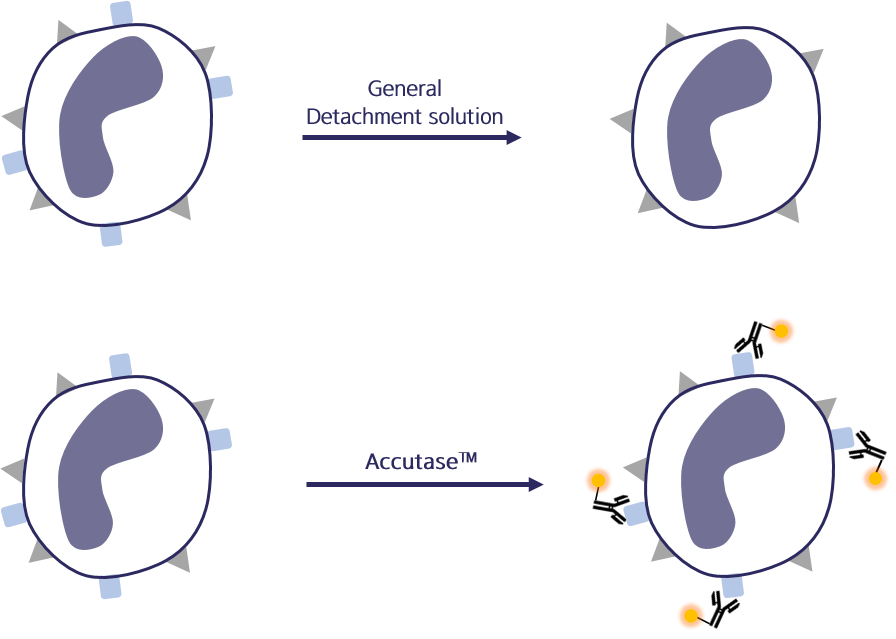 동물유래성분 없는 마일드한 Cell detachment solution - Accutase™ - 서린바이오사이언스