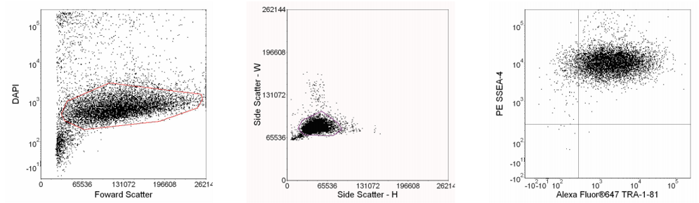 동물유래성분 없는 마일드한 Cell detachment solution - Accutase™ - 서린바이오사이언스