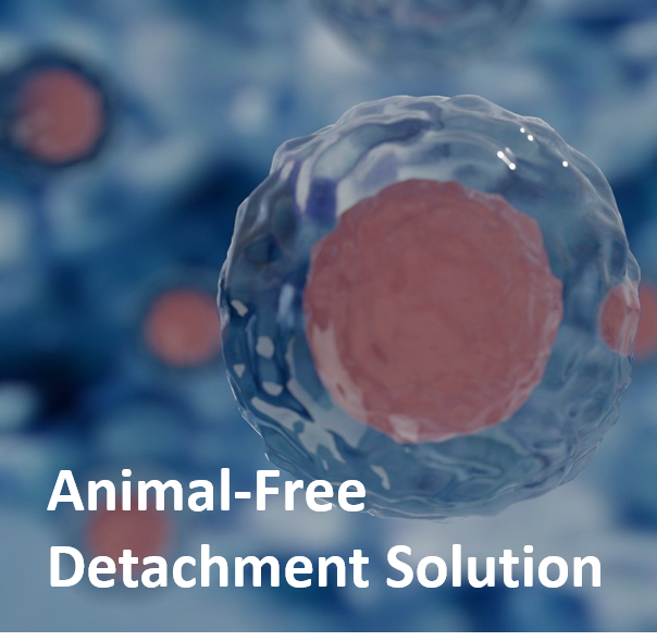 동물유래성분 없는 마일드한 Cell detachment solution - Accutase™ - 서린바이오사이언스