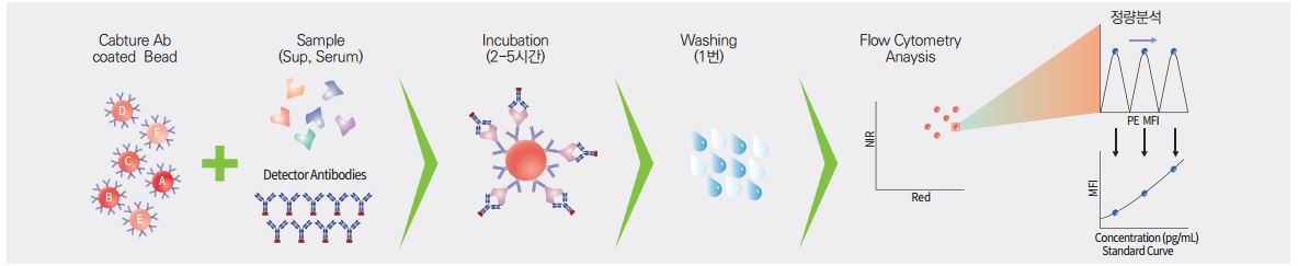 BD Biosciences Cytometric Bead Array (CBA) - 서린바이오사이언스