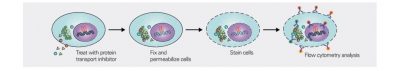 BD Intracellular Flow Cytometry - 서린바이오사이언스