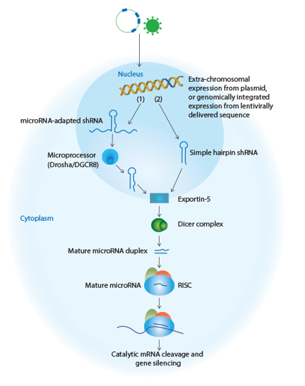 [Horizon Discovery] Short hairpin RNA (shRNA) – I 편 : 네이버 블로그
