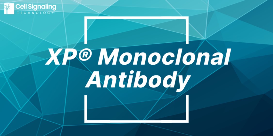 [Cell Signaling Technology] XP® Monoclonal Antibody - 서린바이오사이언스