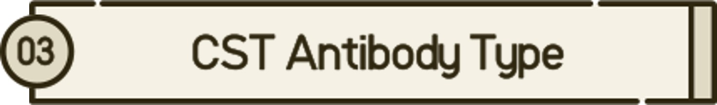 [Cell Signaling Technology] Antibody - 서린바이오사이언스