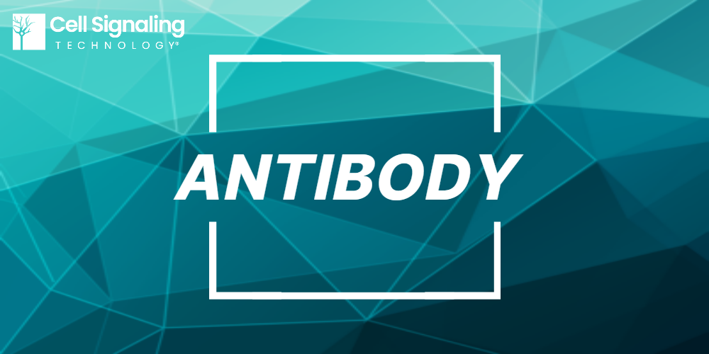 [Cell Signaling Technology] Antibody - 서린바이오사이언스