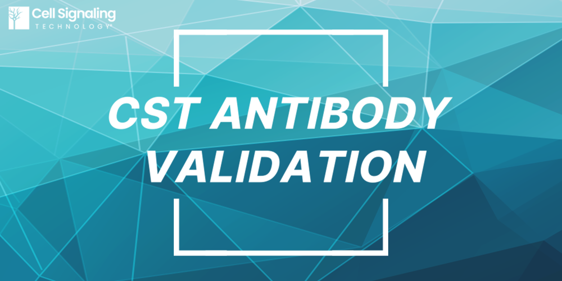 [Cell Signaling Technology] CST Antibody Validation-II > BRIC