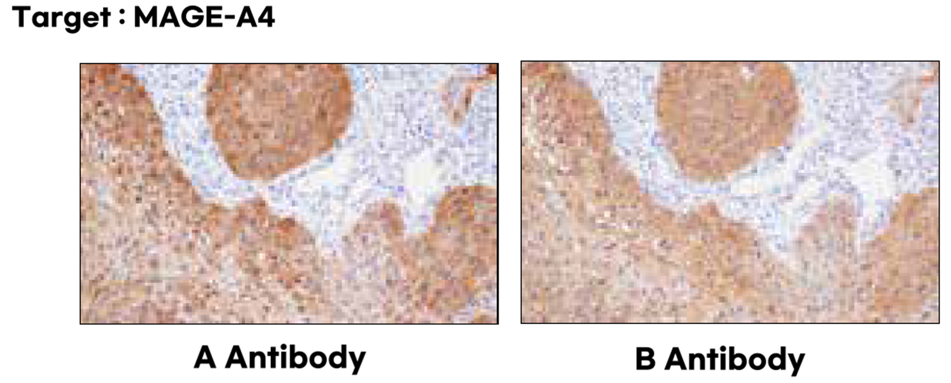 [Cell Signaling Technology] CST Antibody Validation-II - 서린바이오사이언스