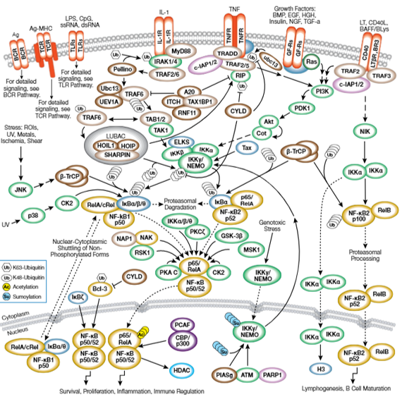 [Cell Signaling Technology] Antibody Sampler Kits 를 소개합니다! - 서린바이오사이언스