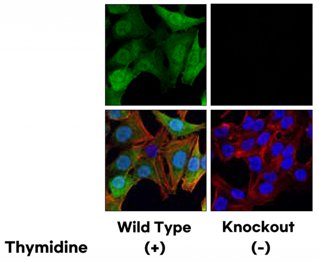 [Cell Signaling Technology] CST Antibody Validation-II - 서린바이오사이언스