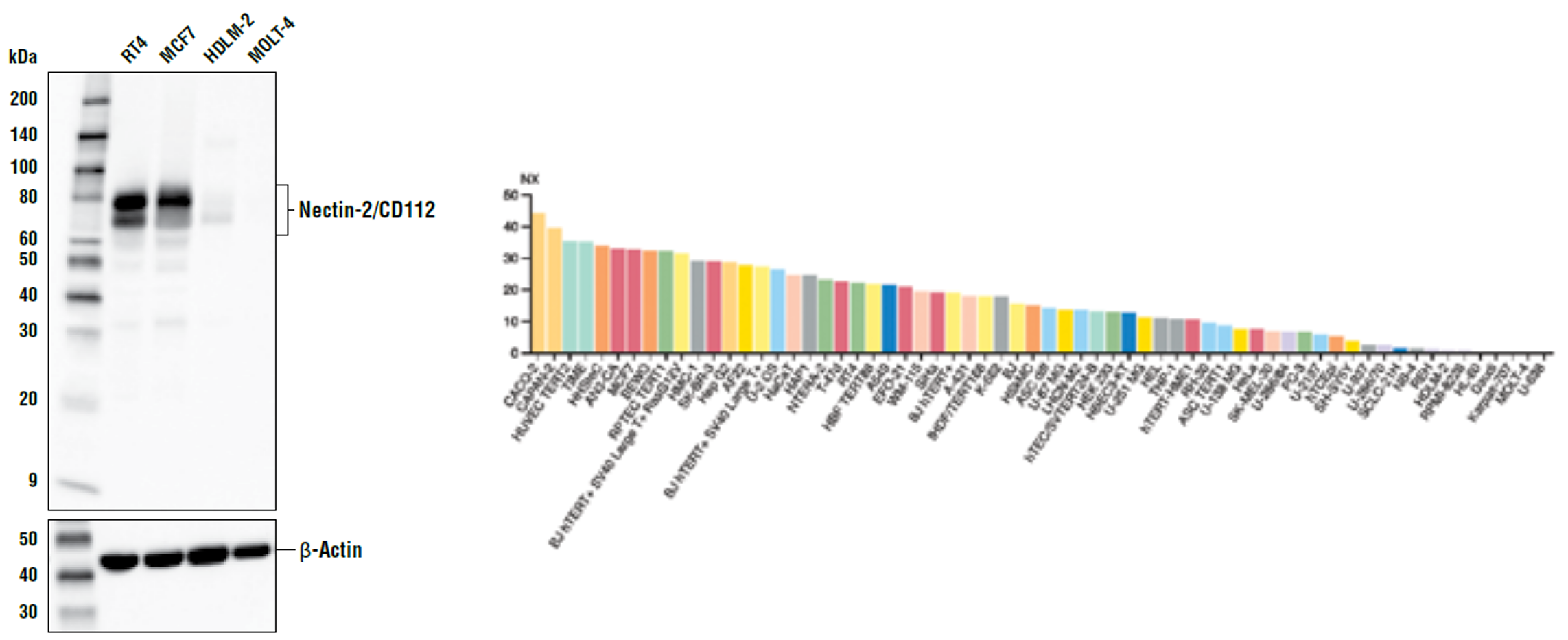 [Cell Signaling Technology] CST Antibody Validation-II - 서린바이오사이언스