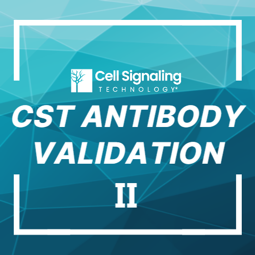 [Cell Signaling Technology] CST Antibody Validation-II - 서린바이오사이언스
