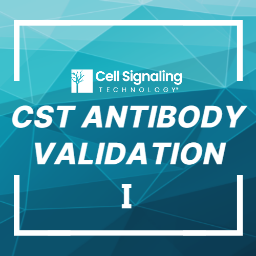 [Cell Signaling Technology] CST Antibody Validation-I - 서린바이오사이언스