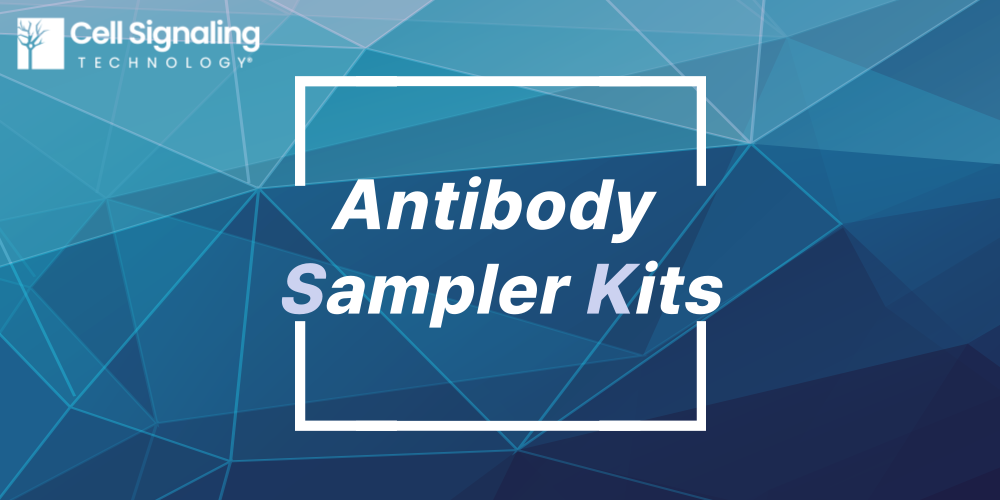 [Cell Signaling Technology] Antibody Sampler Kits 를 소개합니다! - 서린바이오사이언스
