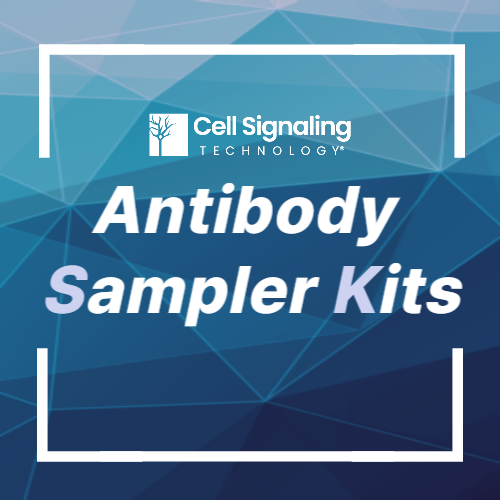 [Cell Signaling Technology] Antibody Sampler Kits 를 소개합니다! - 서린바이오사이언스