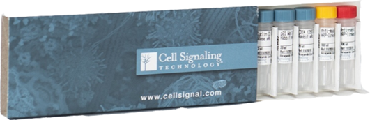[Cell Signaling Technology] Carrier-free Formulated Antibody - 서린바이오사이언스