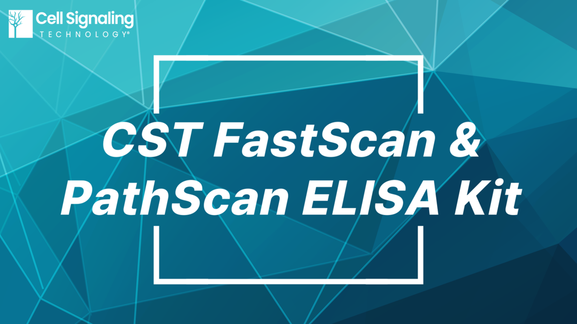 [Cell Signaling Technology] CST FastScan&PathScan ELISA Kit - 서린바이오사이언스