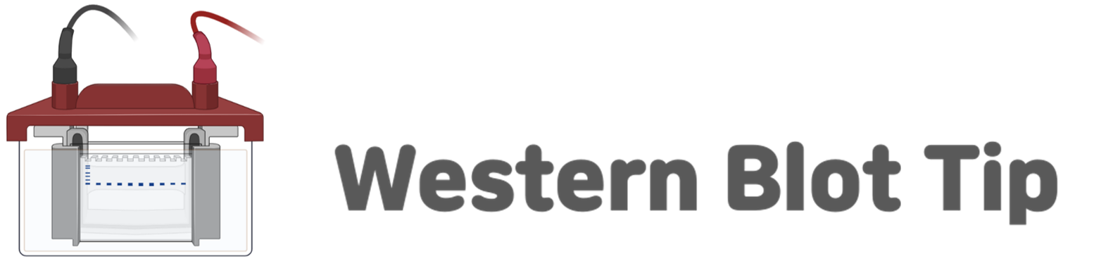 [Cell Signaling Technology] Western Blot Controls - 서린바이오사이언스