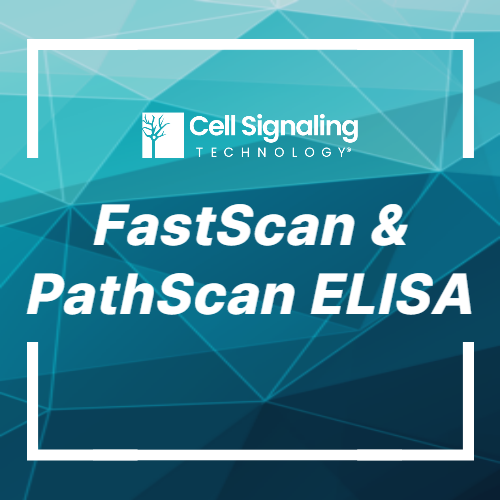 [Cell Signaling Technology] CST FastScan&PathScan ELISA Kit - 서린바이오사이언스