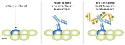 [Cell Signaling Technology] Fluorophore Antibody - 서린바이오사이언스