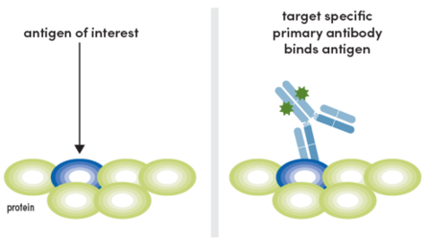 [Cell Signaling Technology] Fluorophore Antibody - 서린바이오사이언스