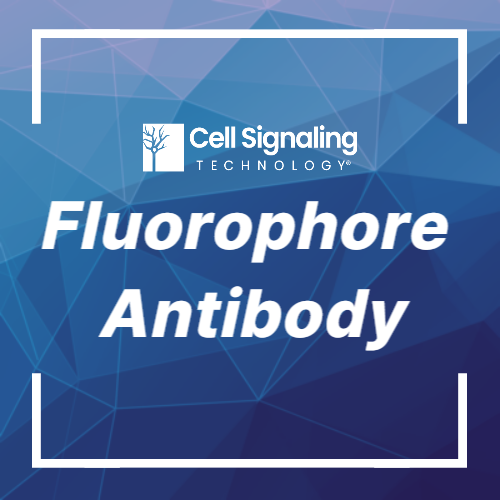 [Cell Signaling Technology] Fluorophore Antibody - 서린바이오사이언스
