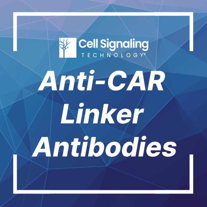 [Cell Signaling Technology] Anti-CAR Linker Antibodies - 서린바이오사이언스