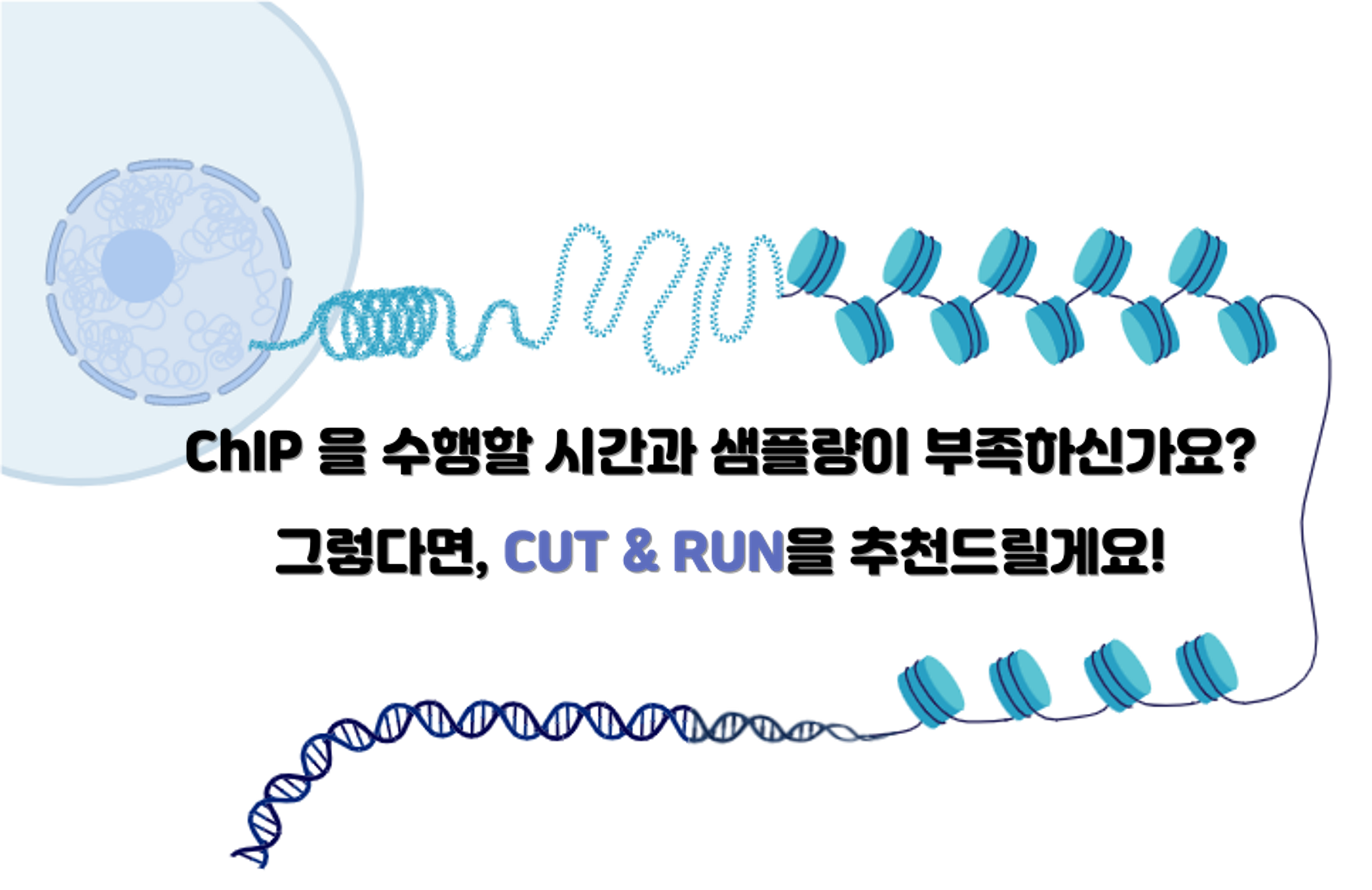 [Cell Signaling Technology] CUT&RUN - 서린바이오사이언스