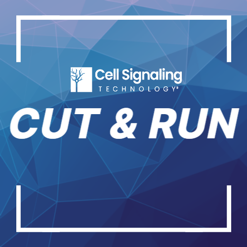 [Cell Signaling Technology] CUT&RUN - 서린바이오사이언스