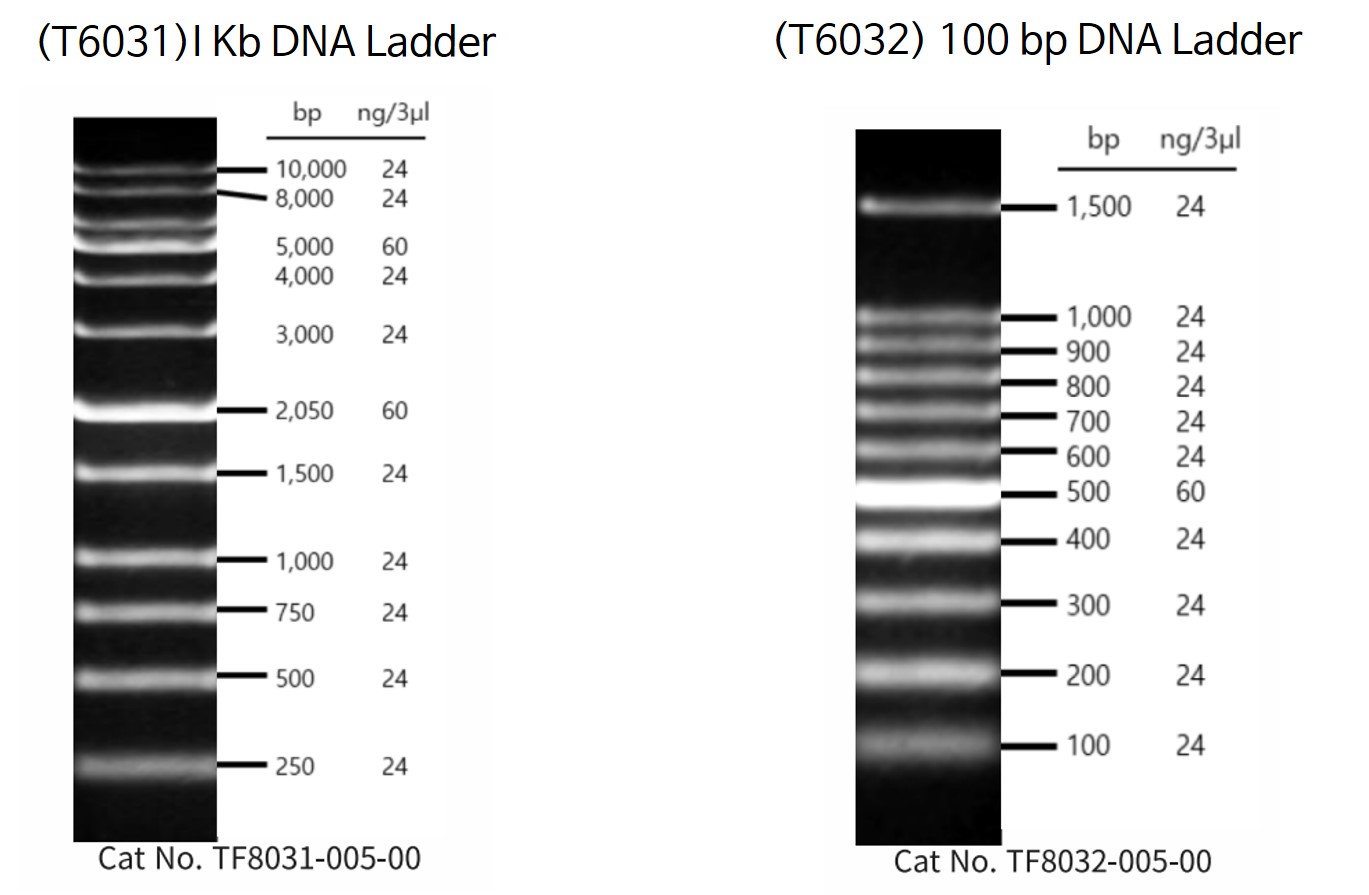 바이오세상 DNA ladder - 서린바이오사이언스