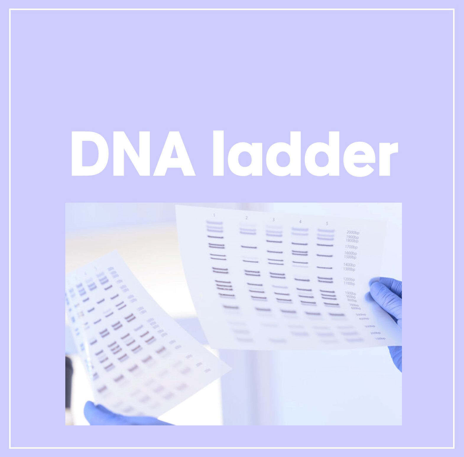 바이오세상 DNA ladder - 서린바이오사이언스