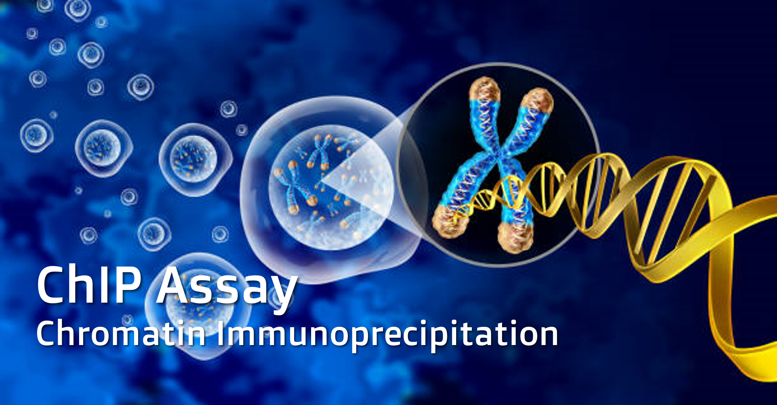 [Cell Signaling Technology] ChIP Assay (Chromatin Immunoprecipitation ...