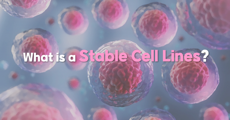 Stable Cell Line 이란 무엇인가? - 서린바이오사이언스