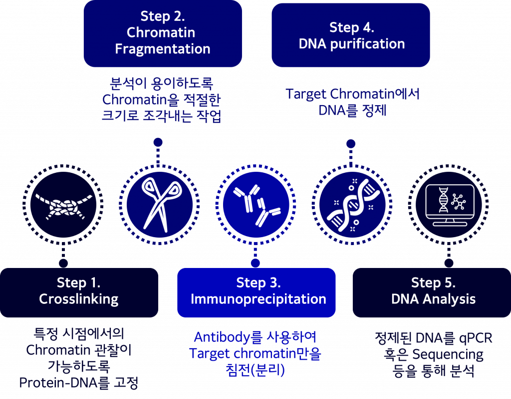 [Cell Signaling Technology] ChIP Assay (Chromatin Immunoprecipitation ...