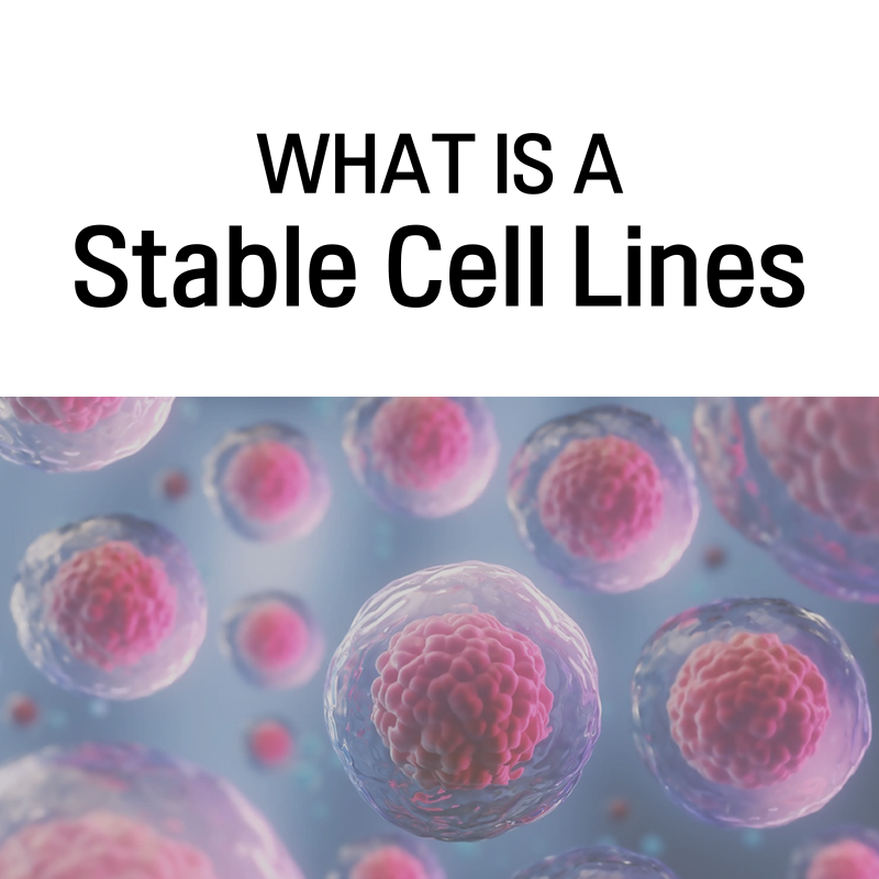 Stable Cell Line 이란 무엇인가? - 서린바이오사이언스