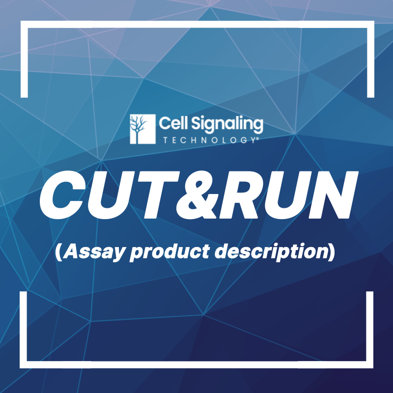 [Cell Signaling Technology] CUT&RUN Assay kit - 서린바이오사이언스