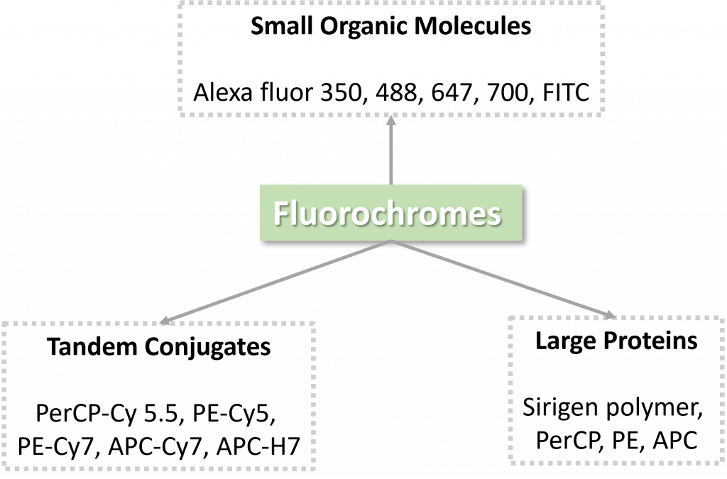 Fluorophore란? - 서린바이오사이언스