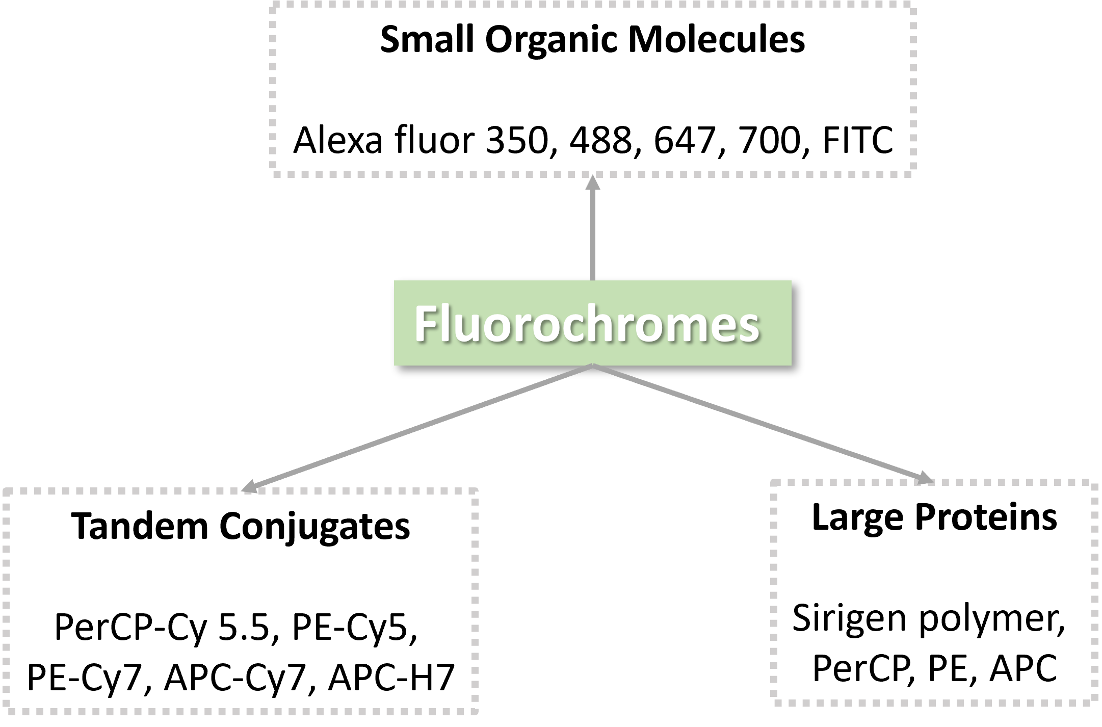 Fluorophore란? - 서린바이오사이언스