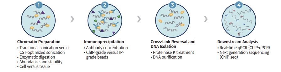 [Cell Signaling Techonology] CUT&Tag, CUT&RUN, ChIP - 서린바이오사이언스
