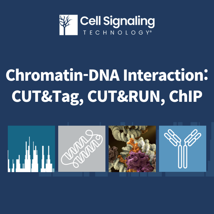 [Cell Signaling Techonology] CUT&Tag, CUT&RUN, ChIP - 서린바이오사이언스