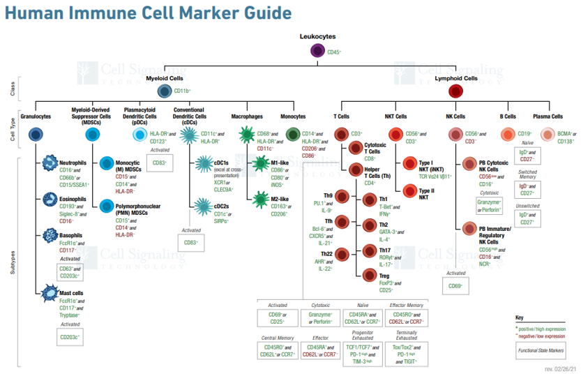 [CST] Intracellular Flow Cytometry for immune signaling - 서린바이오사이언스